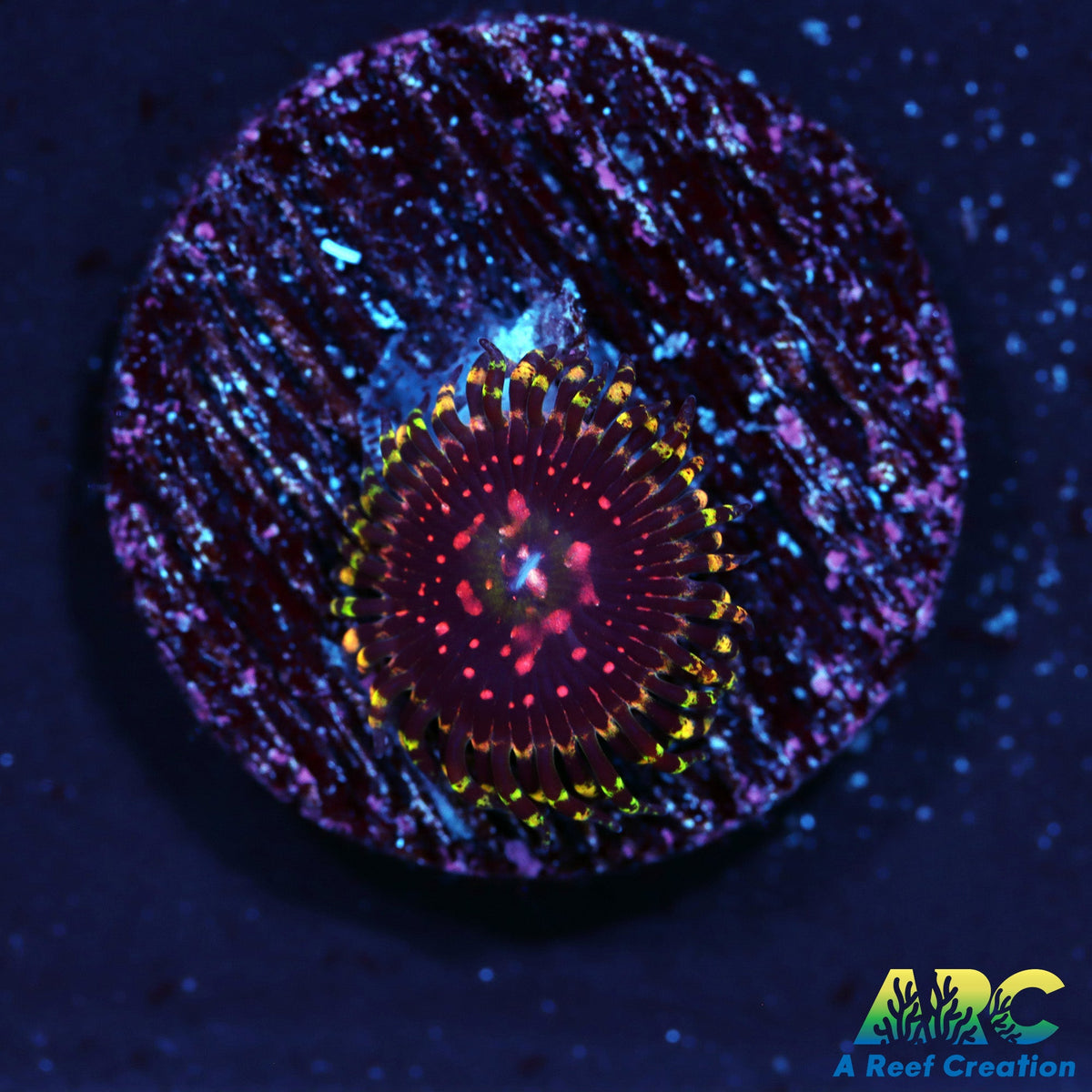 BIG R Space Chaos – A Reef Creation