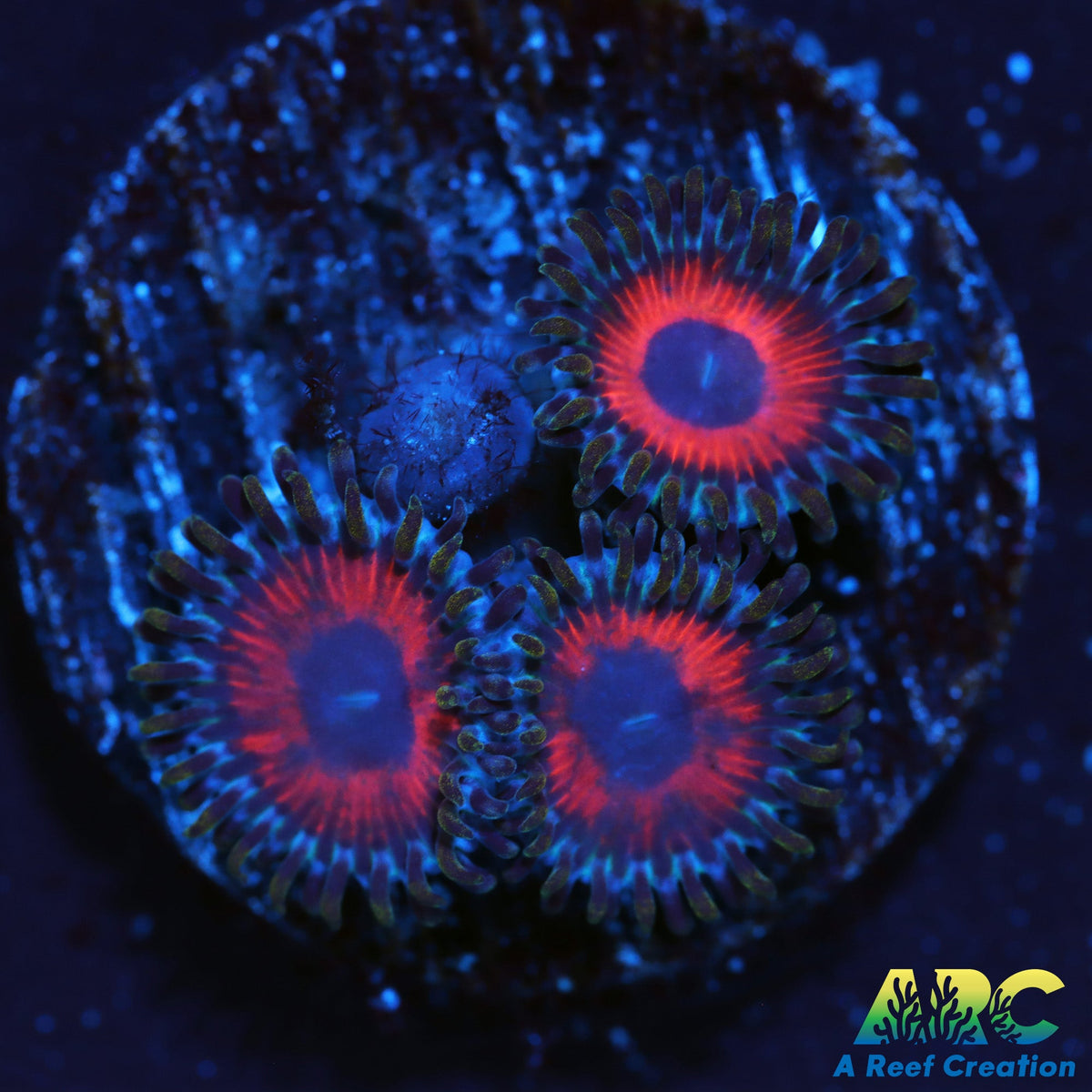 ARC Watermelon Zoas – A Reef Creation