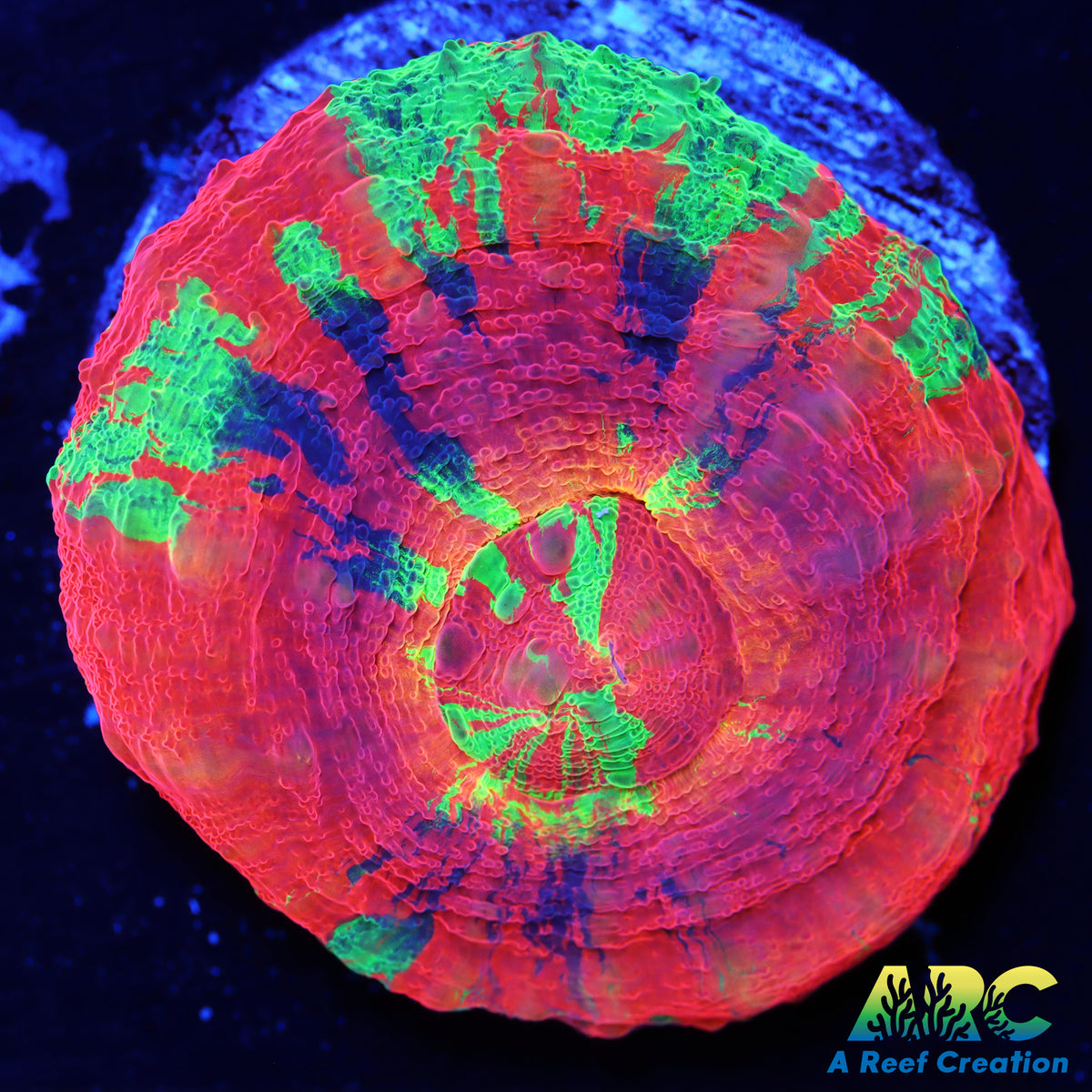 Tank Cultured Master Scoly – A Reef Creation