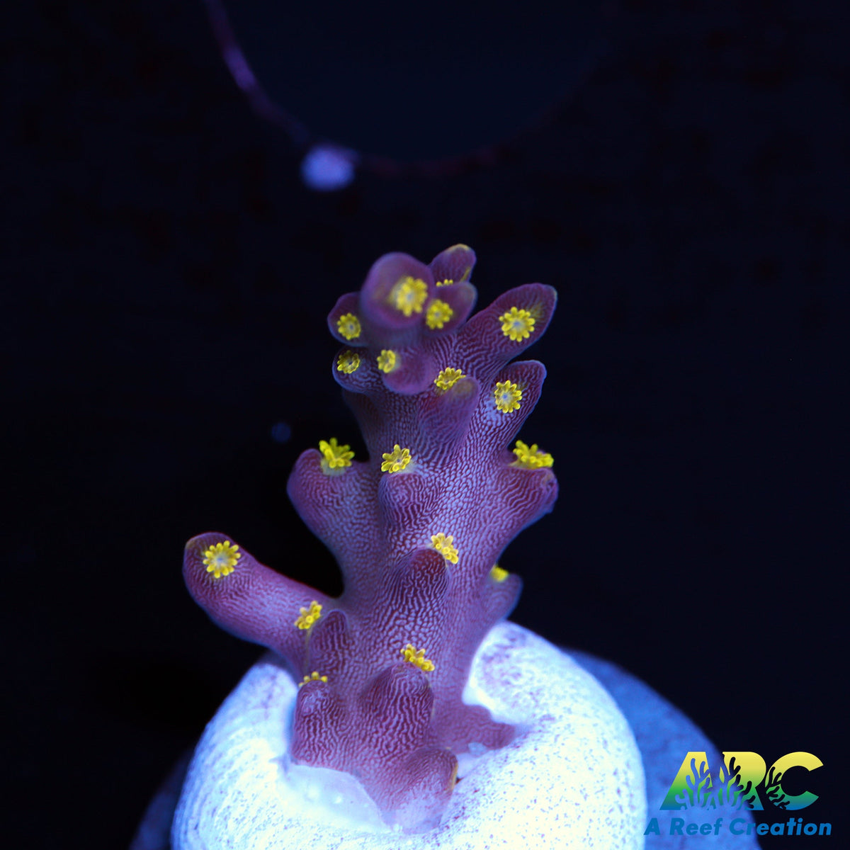 ARC Proximo Acro – A Reef Creation
