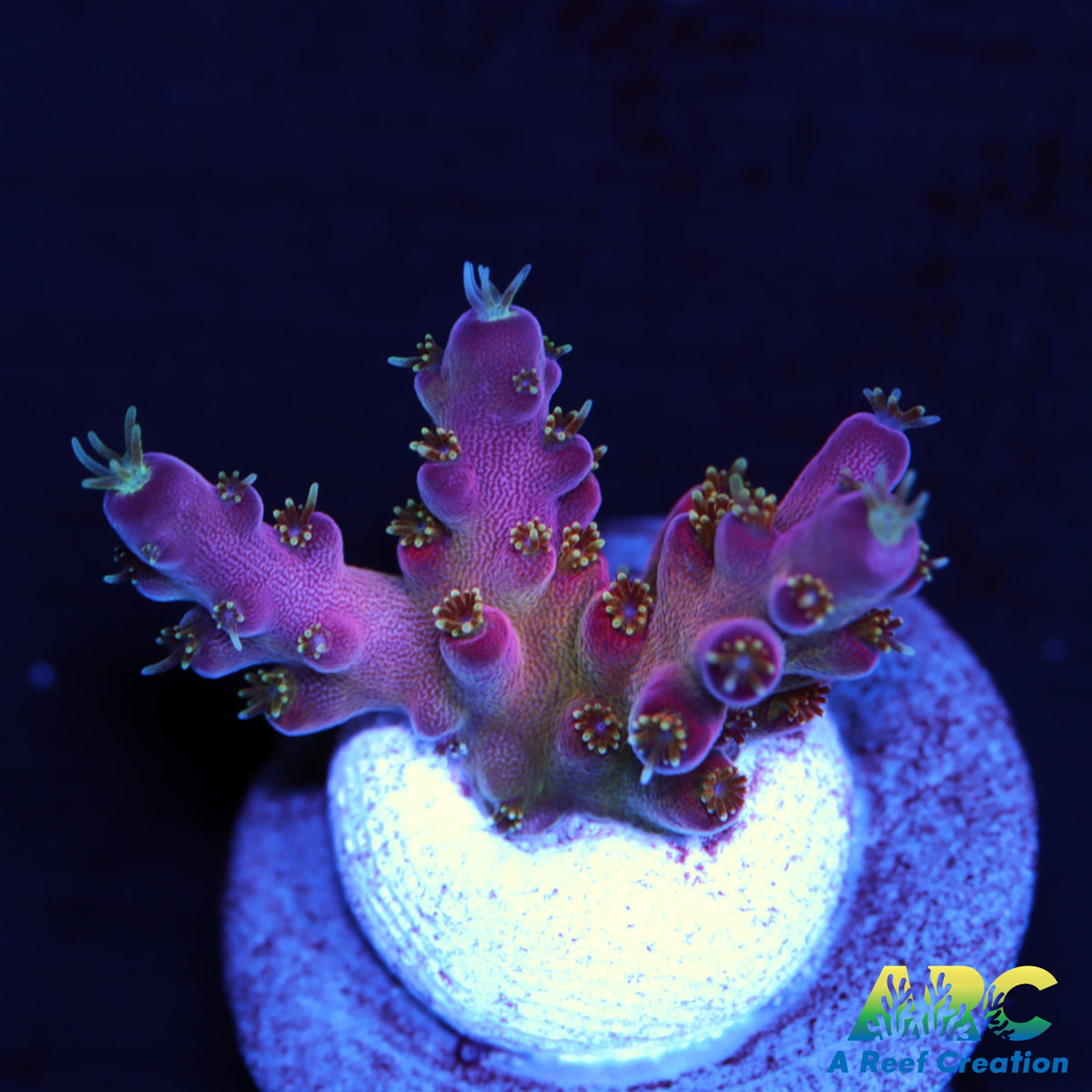 JF Neophobia Acro – A Reef Creation