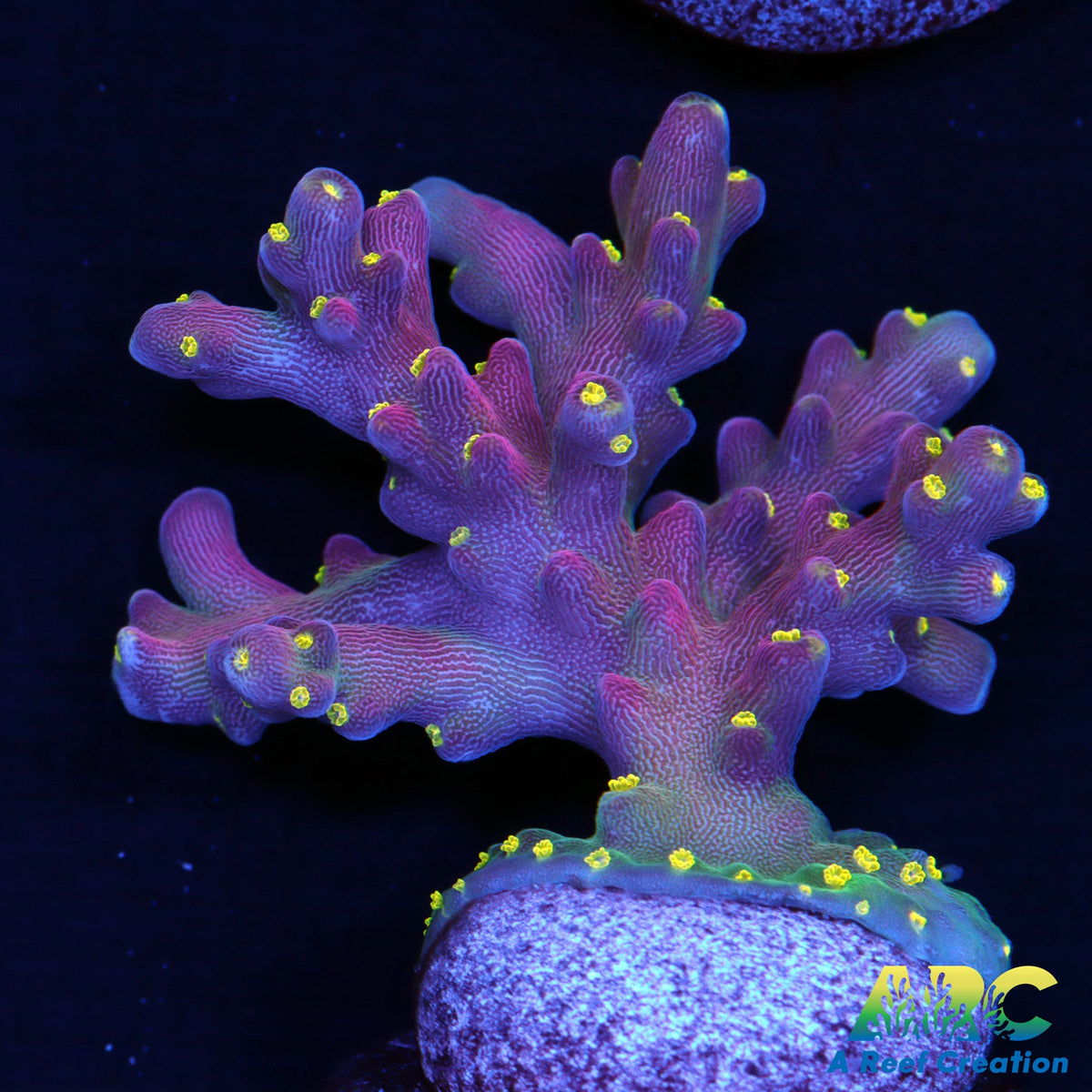 ARC Proximo Acro – A Reef Creation