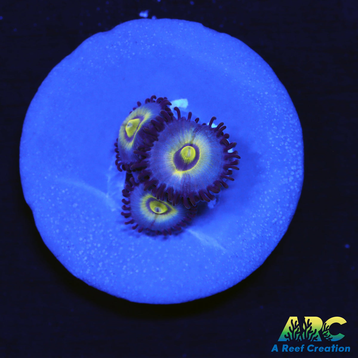 Outcast Zoas – A Reef Creation