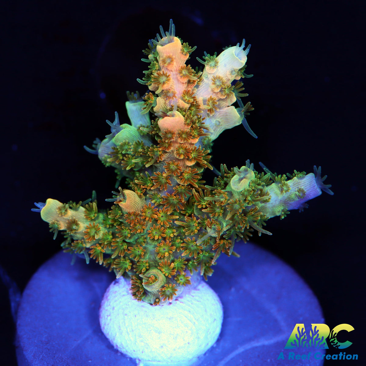 ARC Peach Giant Table Acro – A Reef Creation