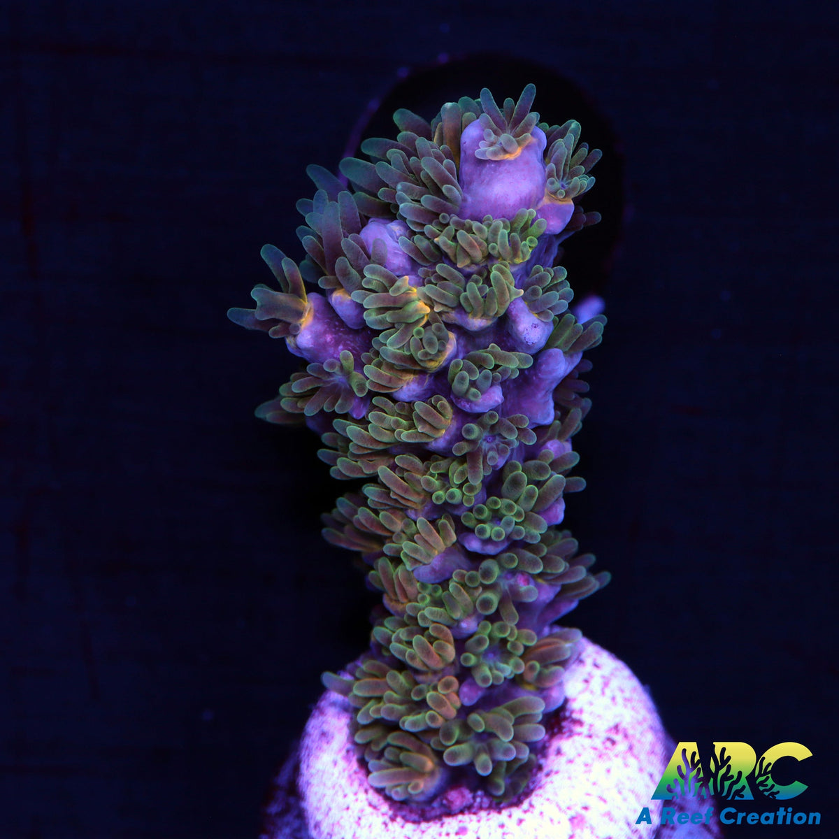 ARC Time Capsule Tenuis – A Reef Creation