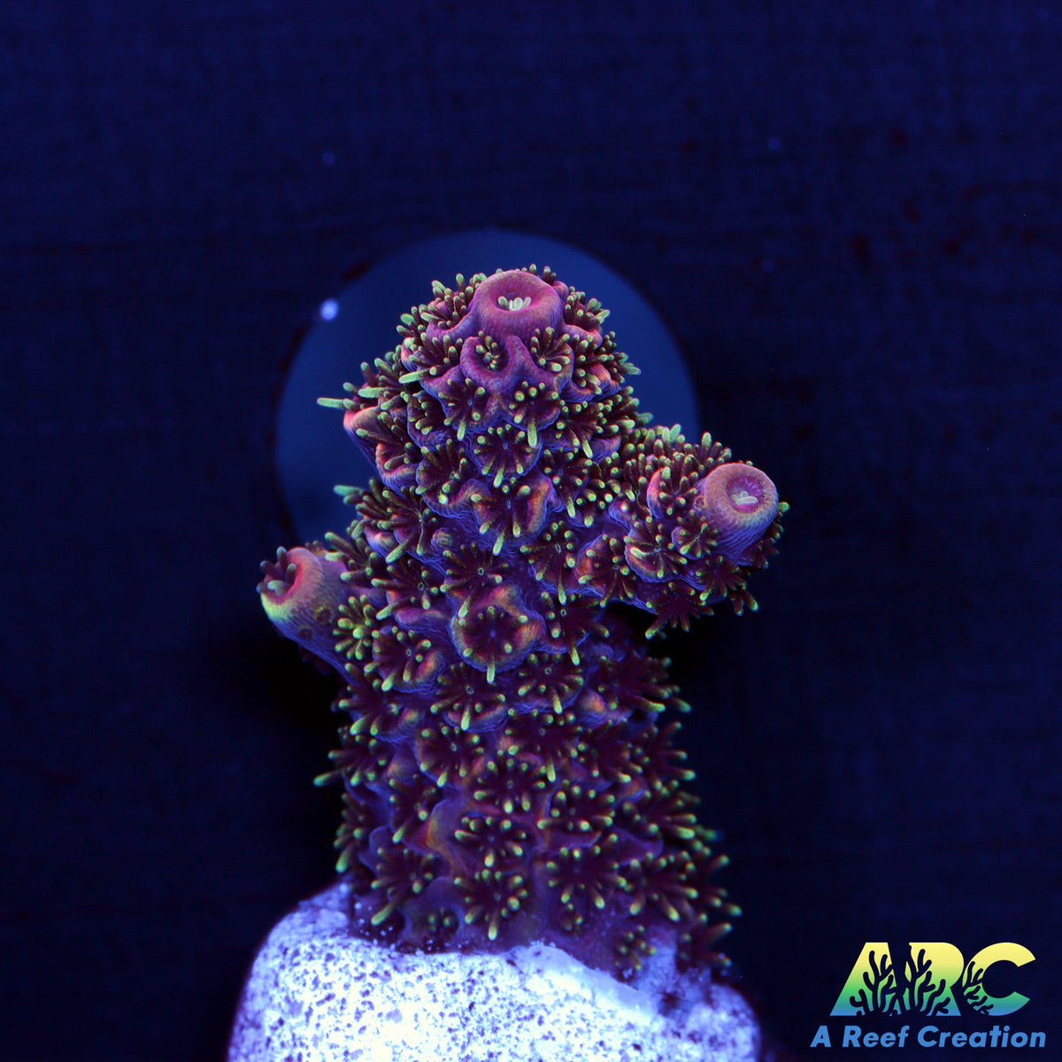 ARC Strawberry Spath – A Reef Creation