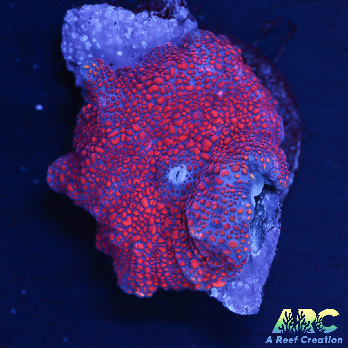 Red Pimple Disco Mushroom – A Reef Creation