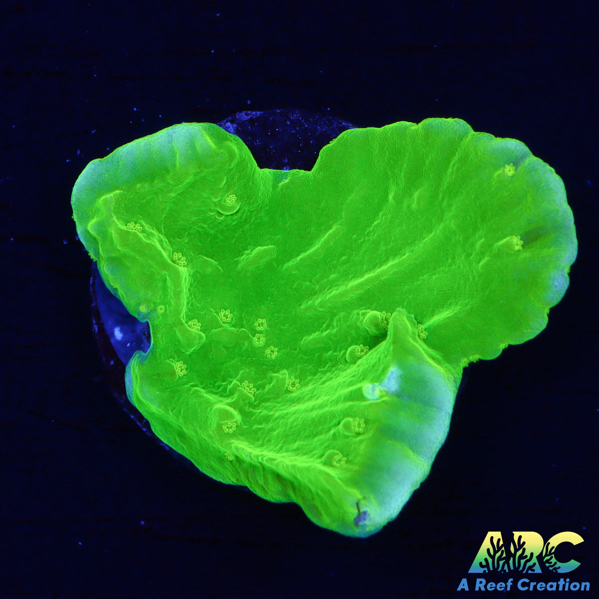 Tyree Toxic Aequituberculata Monti – A Reef Creation