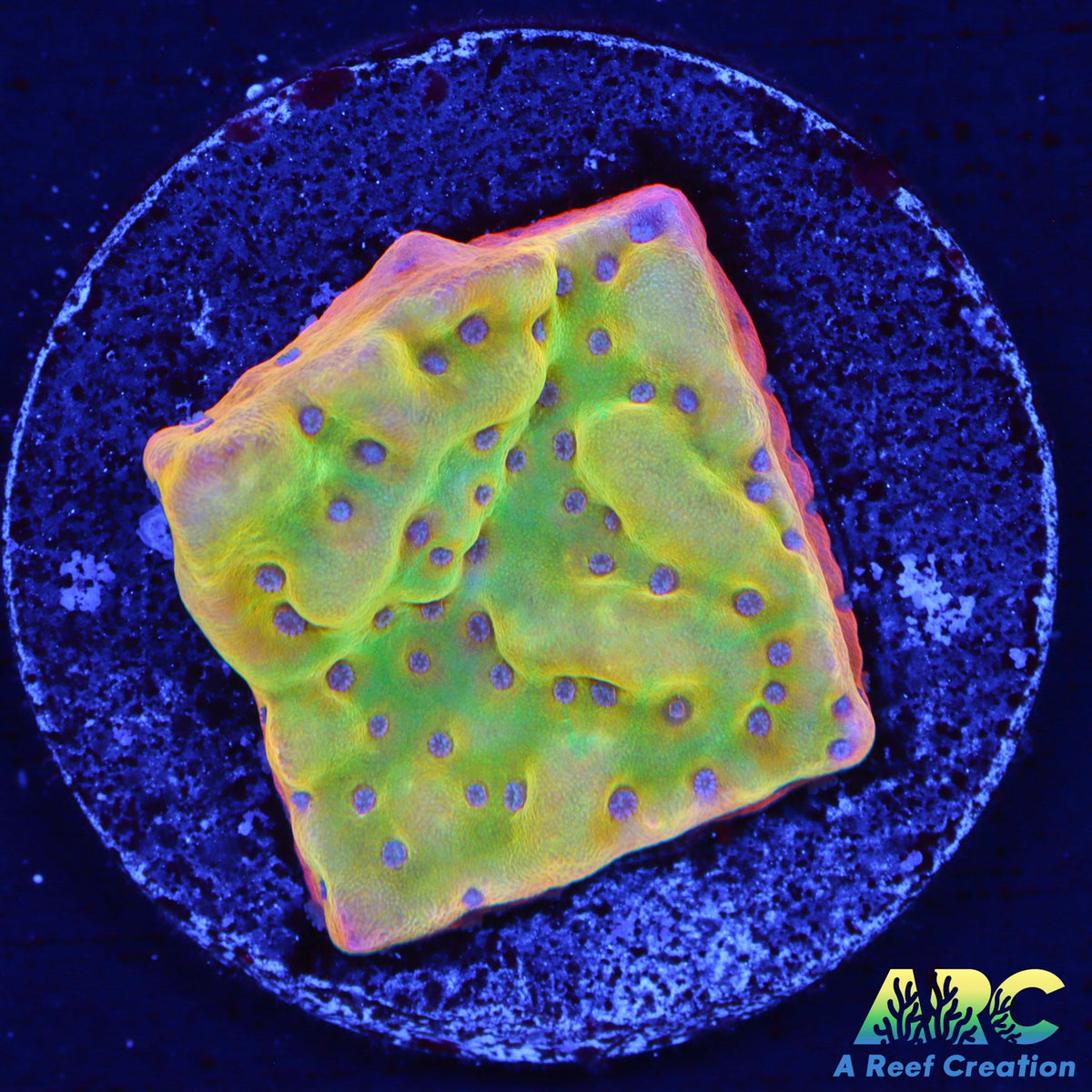 UC Disruption Monti – A Reef Creation