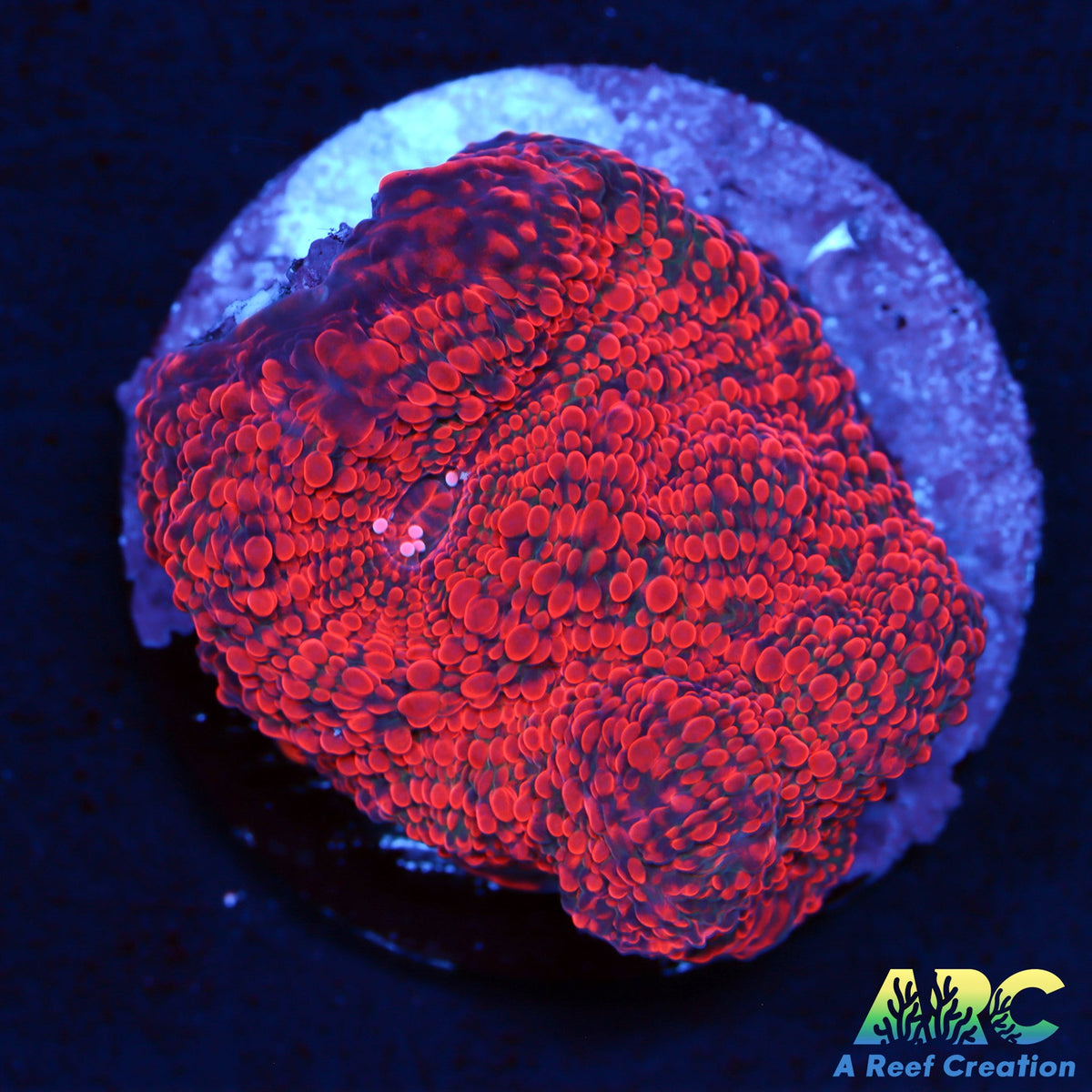 ARC Red Bubble Chalice – A Reef Creation