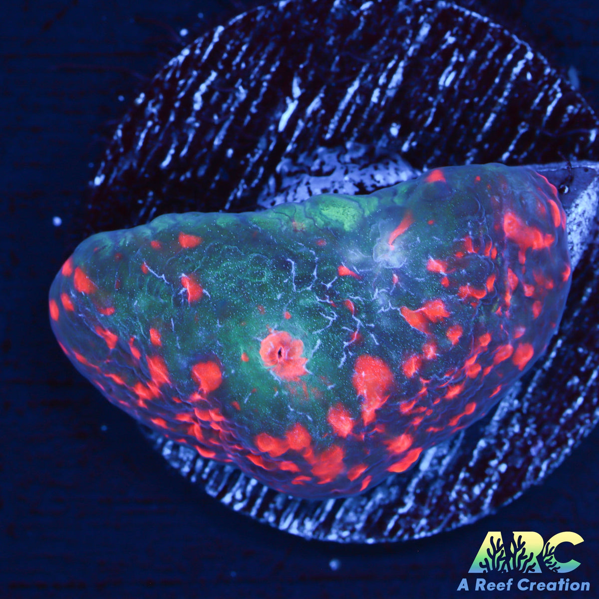 ARC Krakatoa Chalice – A Reef Creation