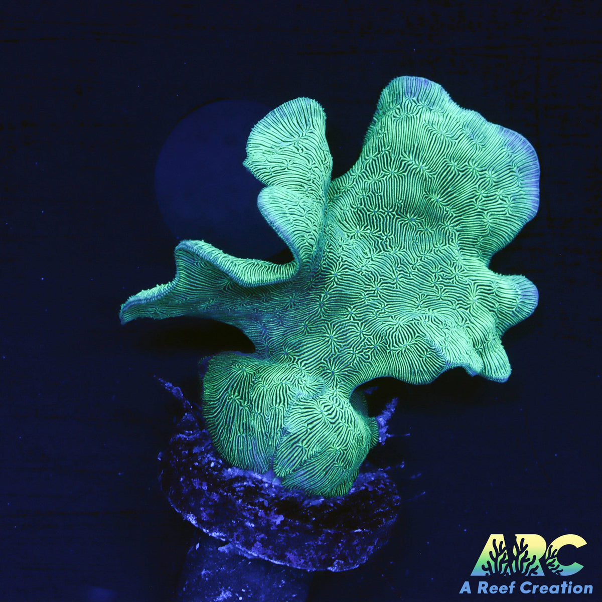 Potato Chip Coral – A Reef Creation