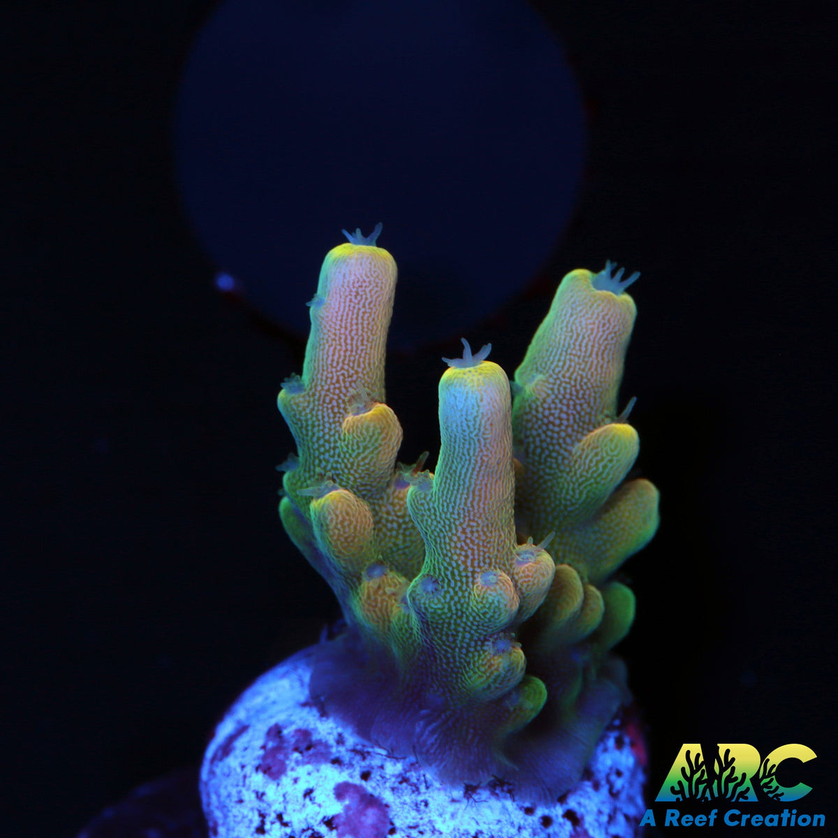 TCK King Acro – A Reef Creation