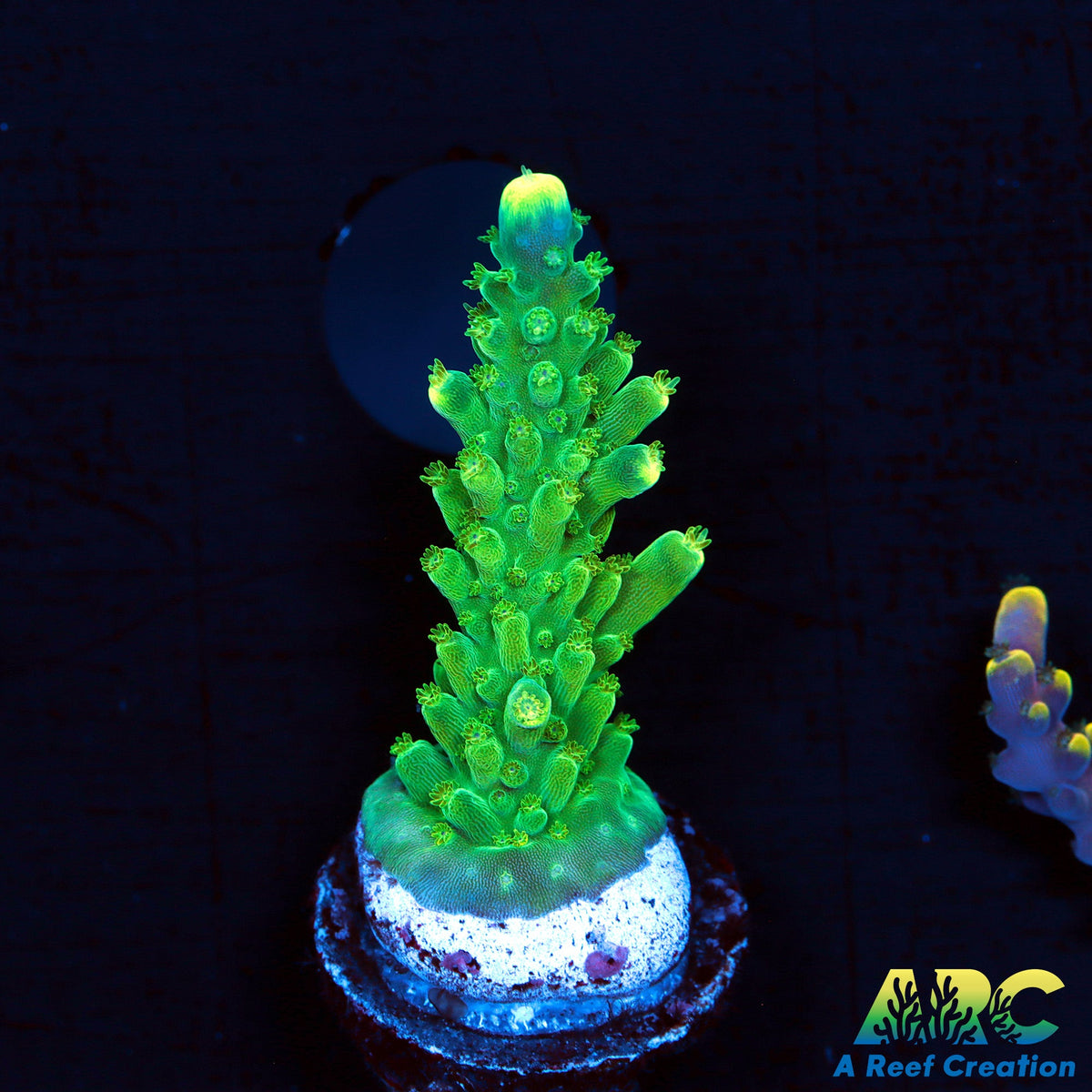 Paletta Tricolor Acro – A Reef Creation