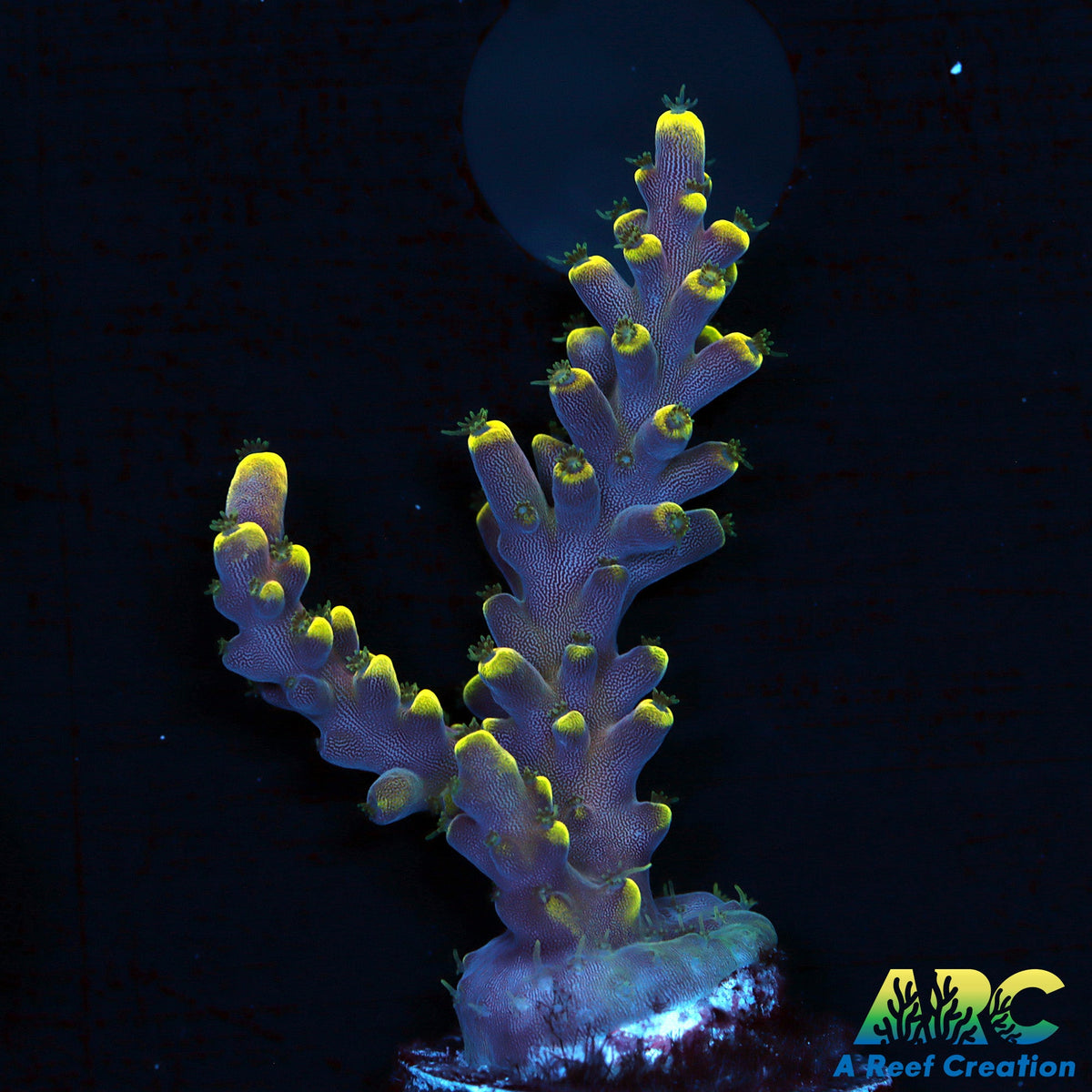TCK New Dragon Acro – A Reef Creation