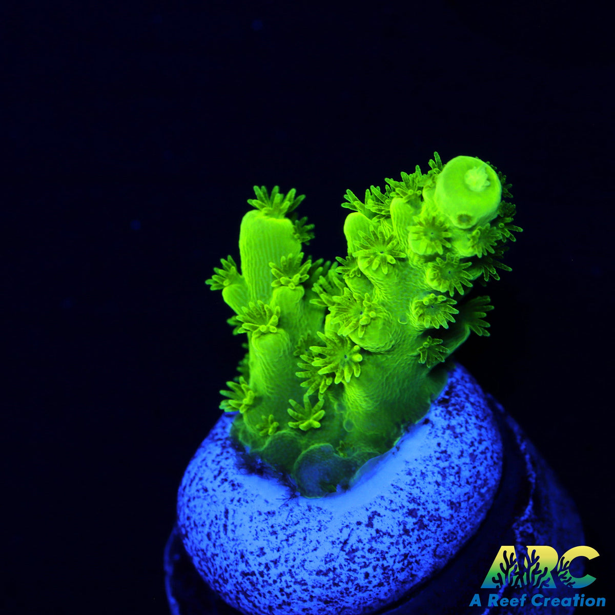 Jake Adam's Acropora florida – A Reef Creation