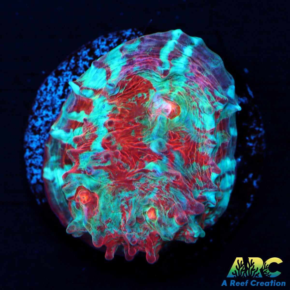 ARC Crazy Calypso Chalice – A Reef Creation