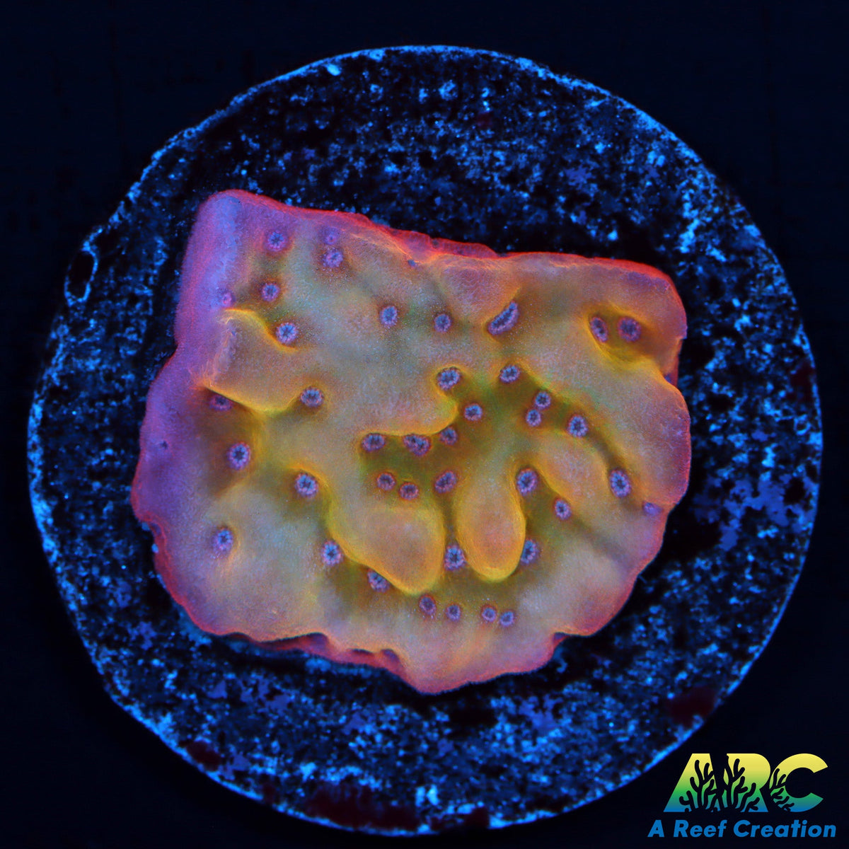 UC Disruption Monti – A Reef Creation