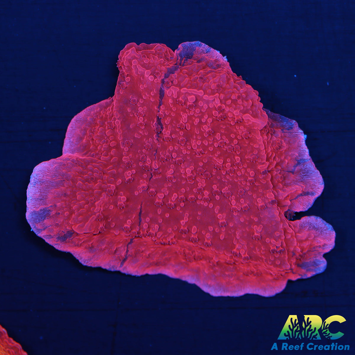 Cherry Garcia Monti – A Reef Creation