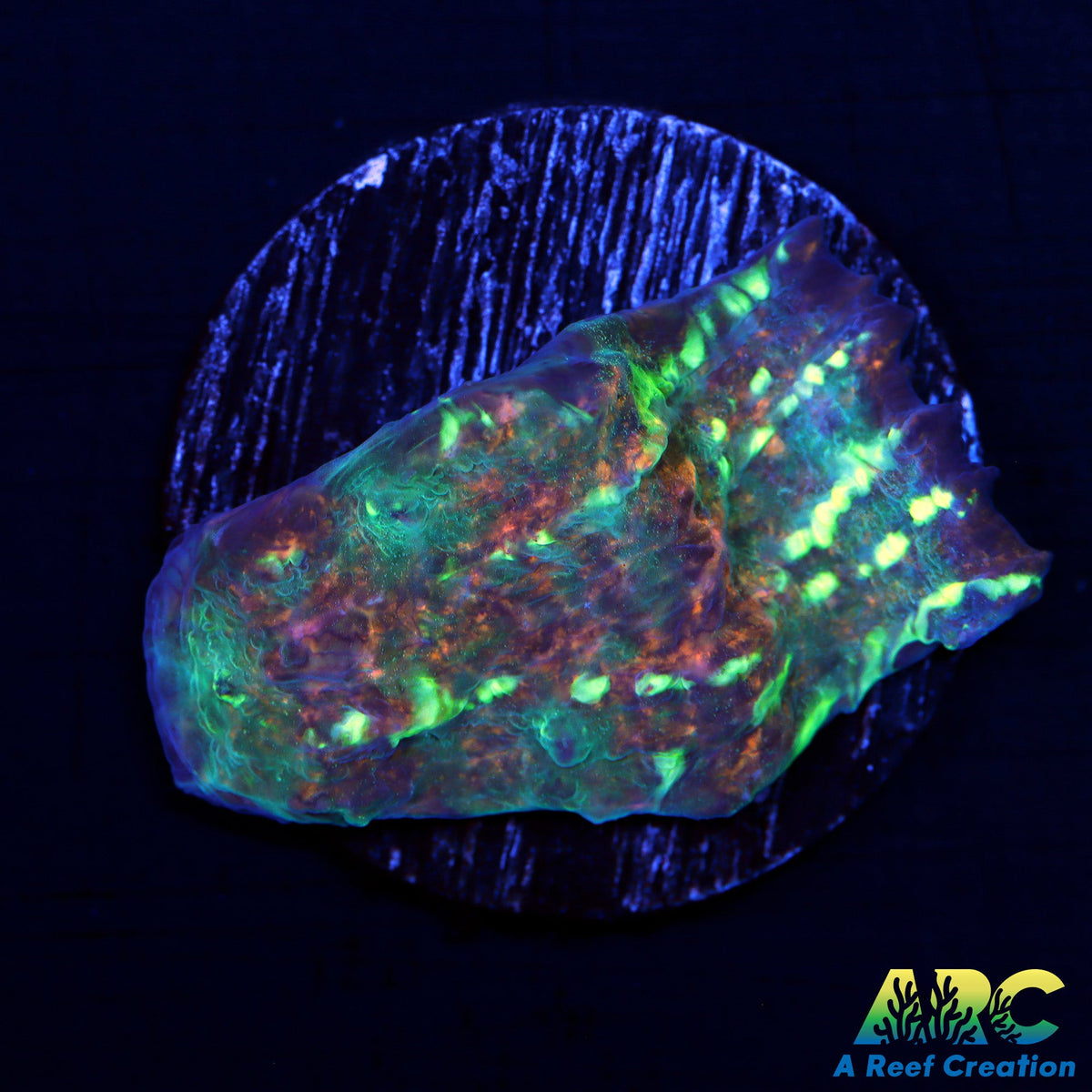 ARC Mighty Morphin Chalice – A Reef Creation