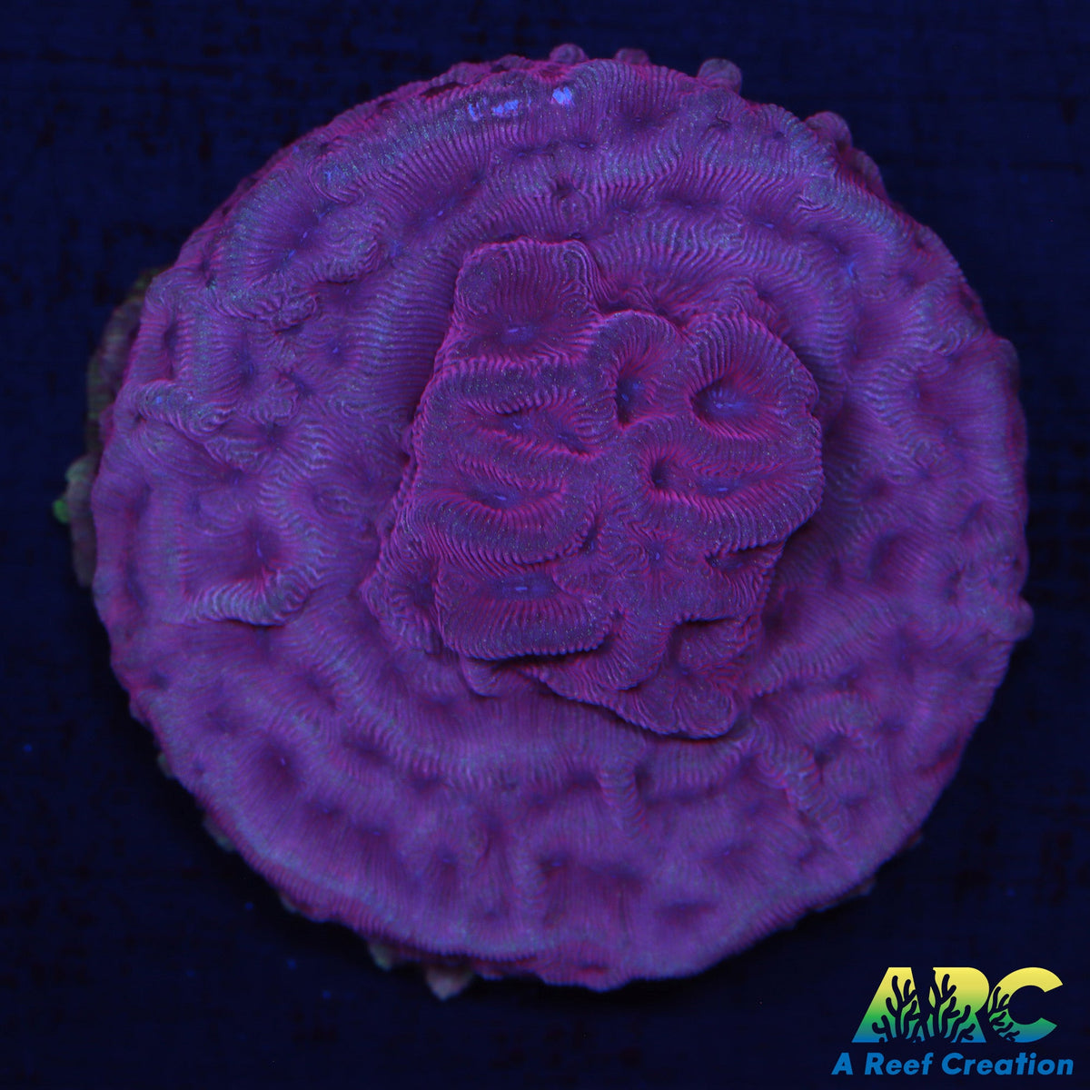 Pink Flamingo Lepto – A Reef Creation