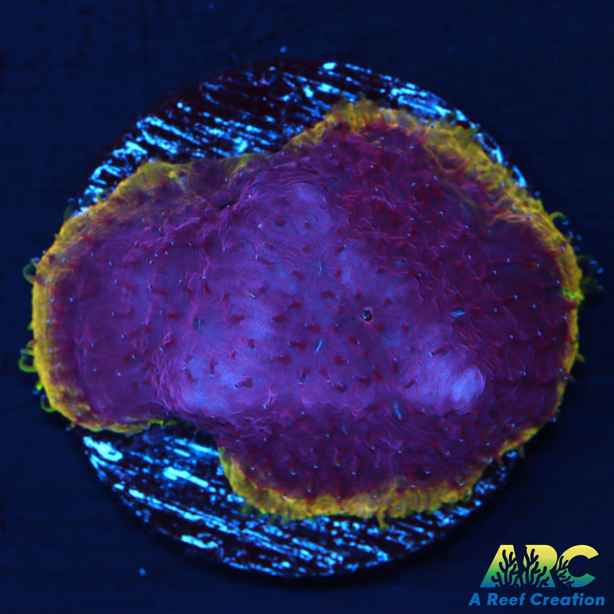 UC Purplicious Litho – A Reef Creation