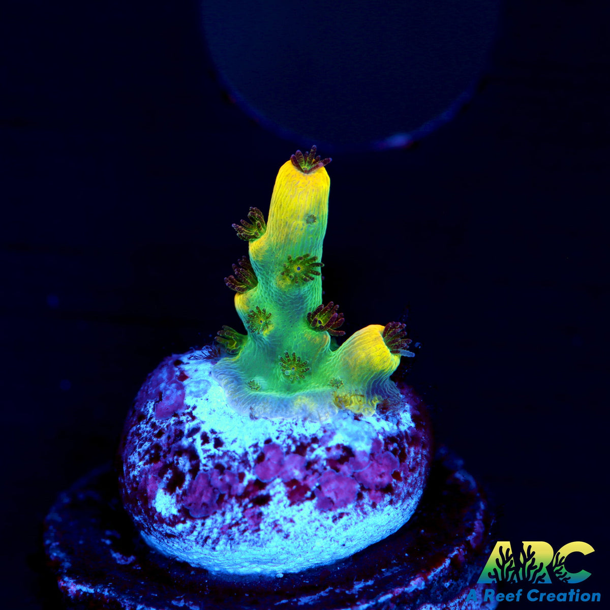 RR Pink Floyd – A Reef Creation