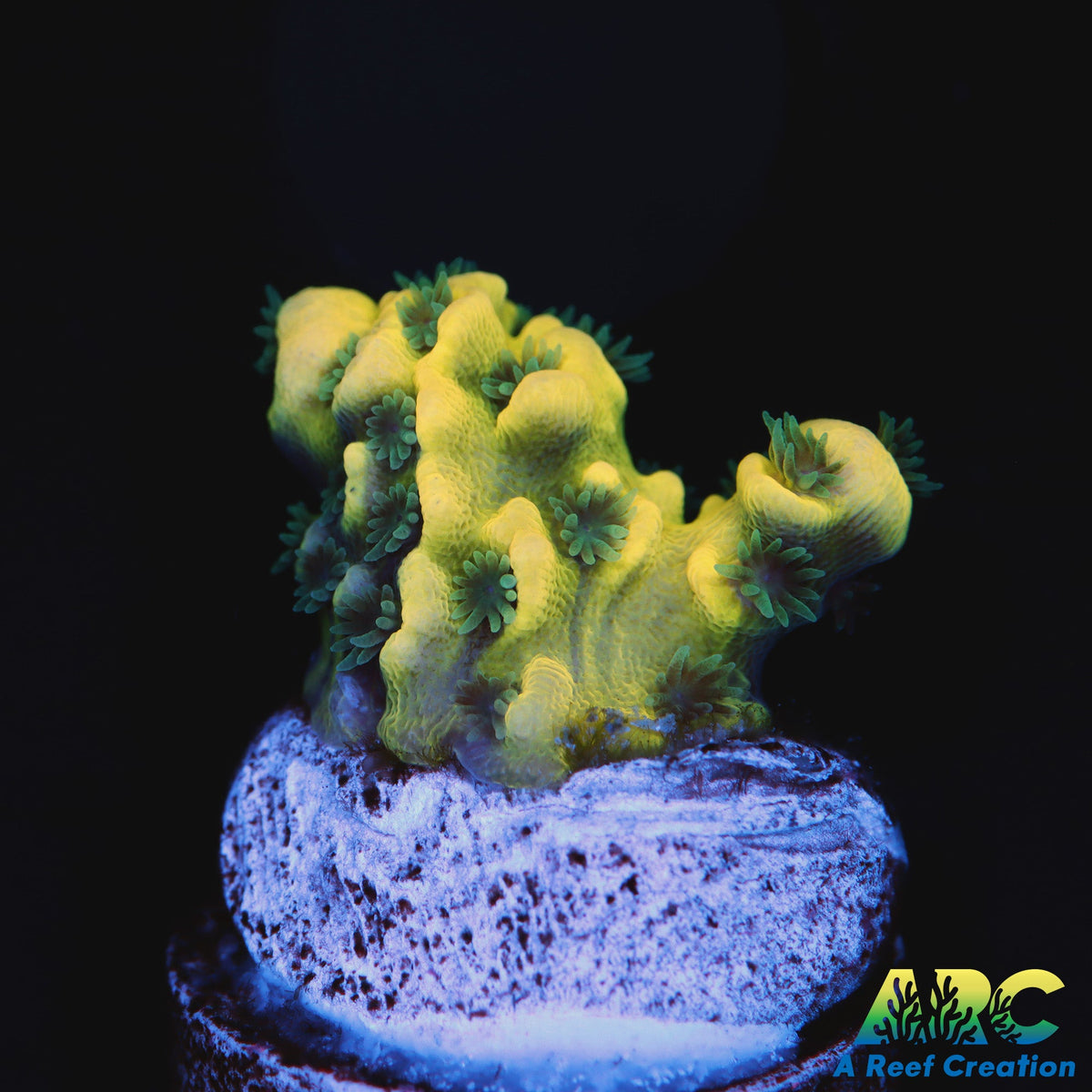 TCK Solar Beam – A Reef Creation