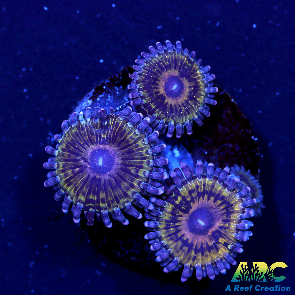 CK Stratocasters Zoas – A Reef Creation