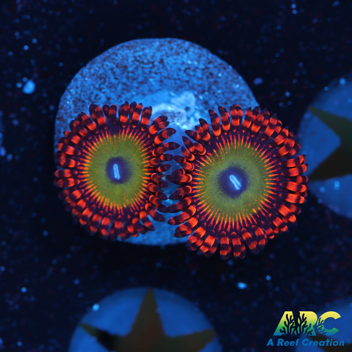 Candy Apple Red Zoa – A Reef Creation