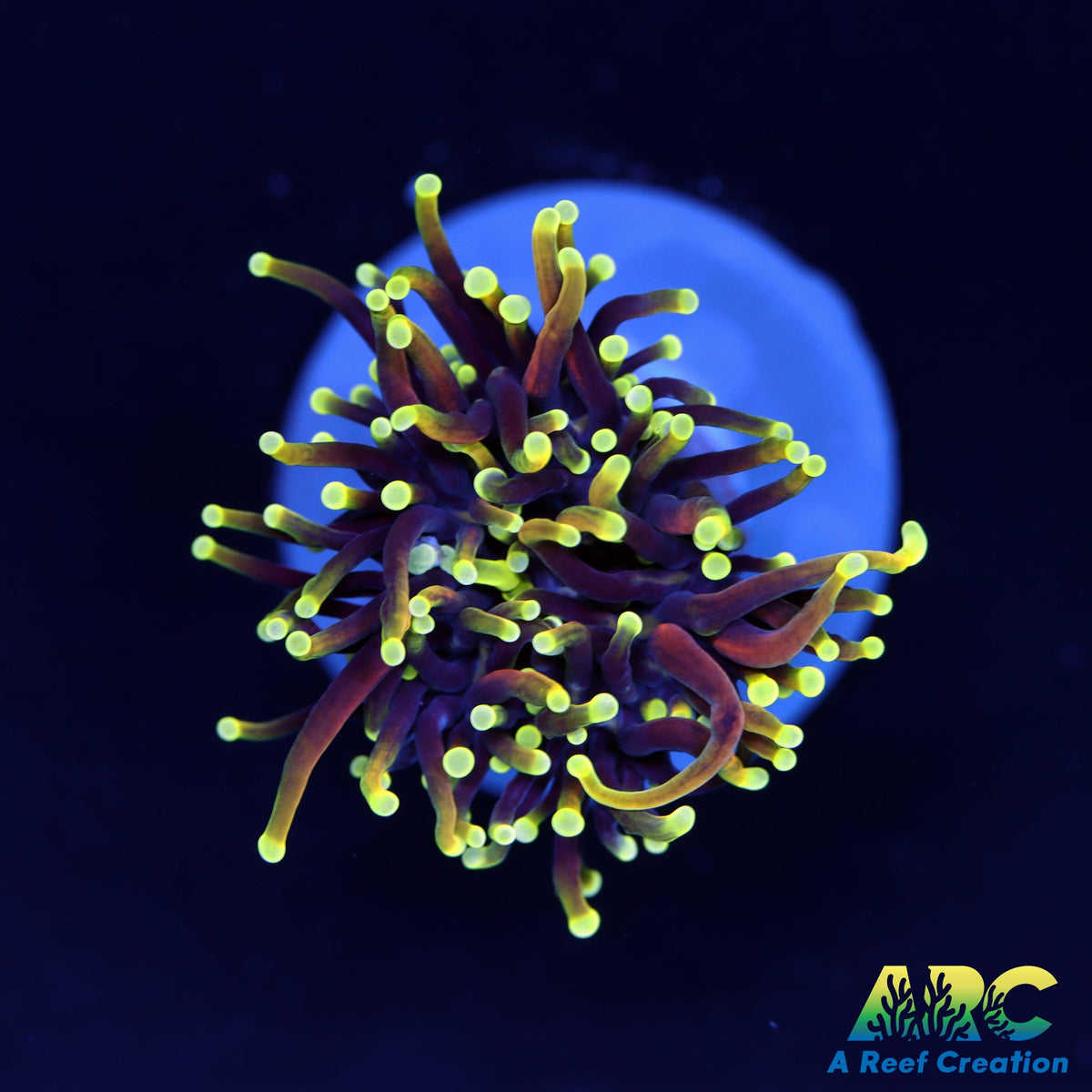 Flame Tip Torch – A Reef Creation