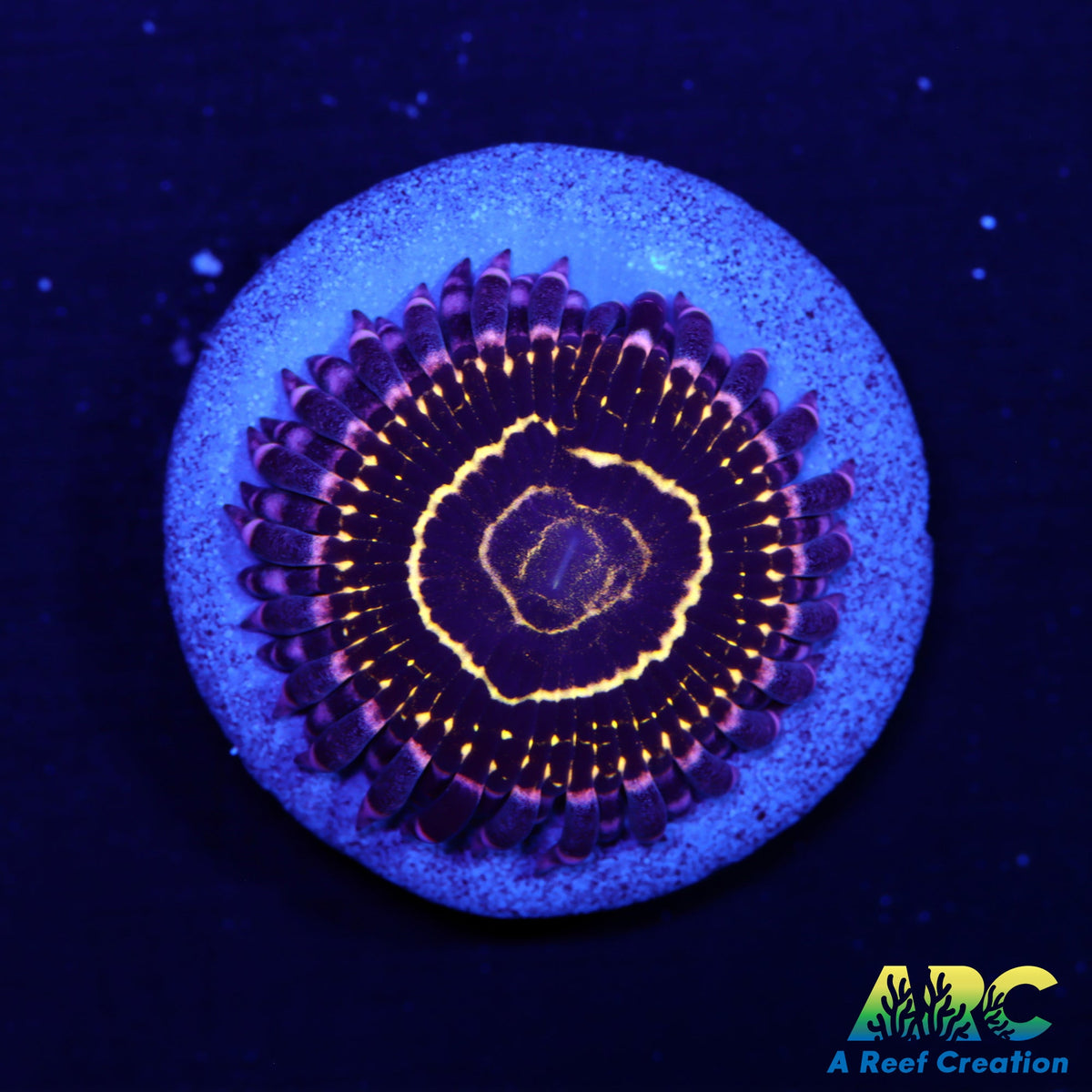 Stratosphere Zoa – A Reef Creation