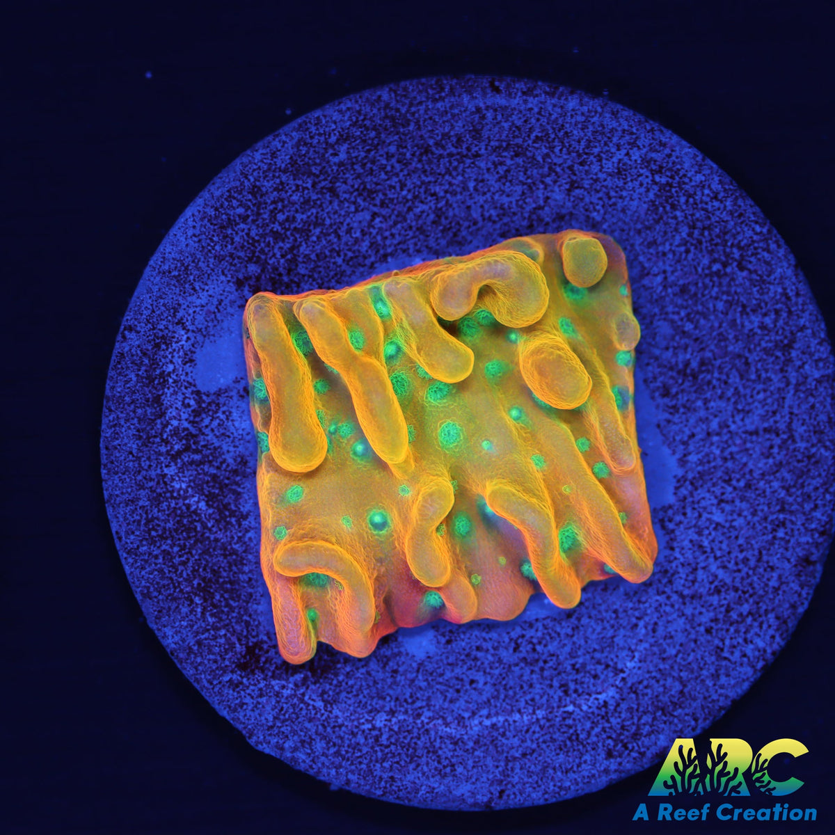 JF Beach Bum Monti – A Reef Creation