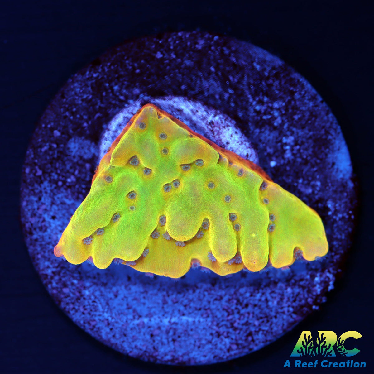 Disruption Monti – A Reef Creation
