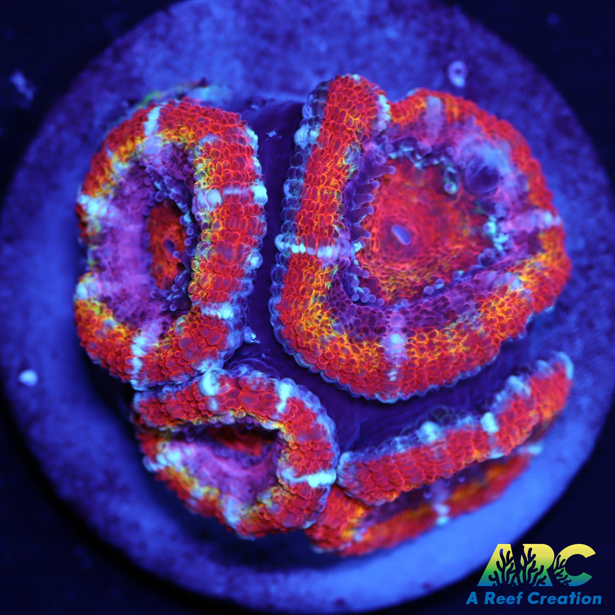 ARC Ever After Acan – A Reef Creation