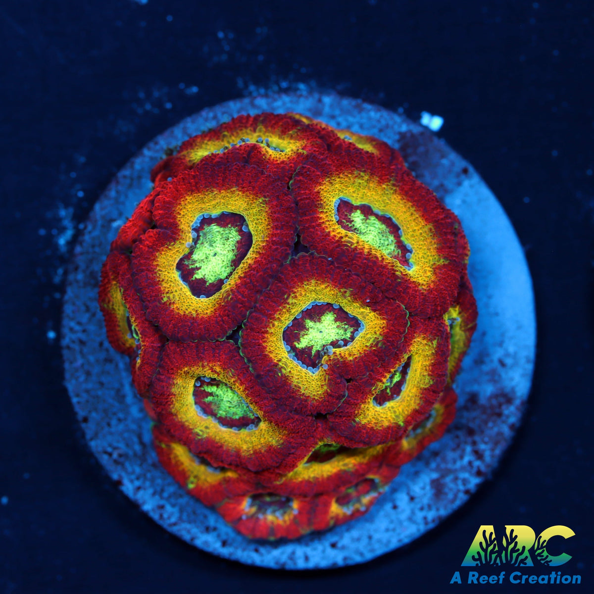 WWC Ruby Red Micromussa mini colony – A Reef Creation