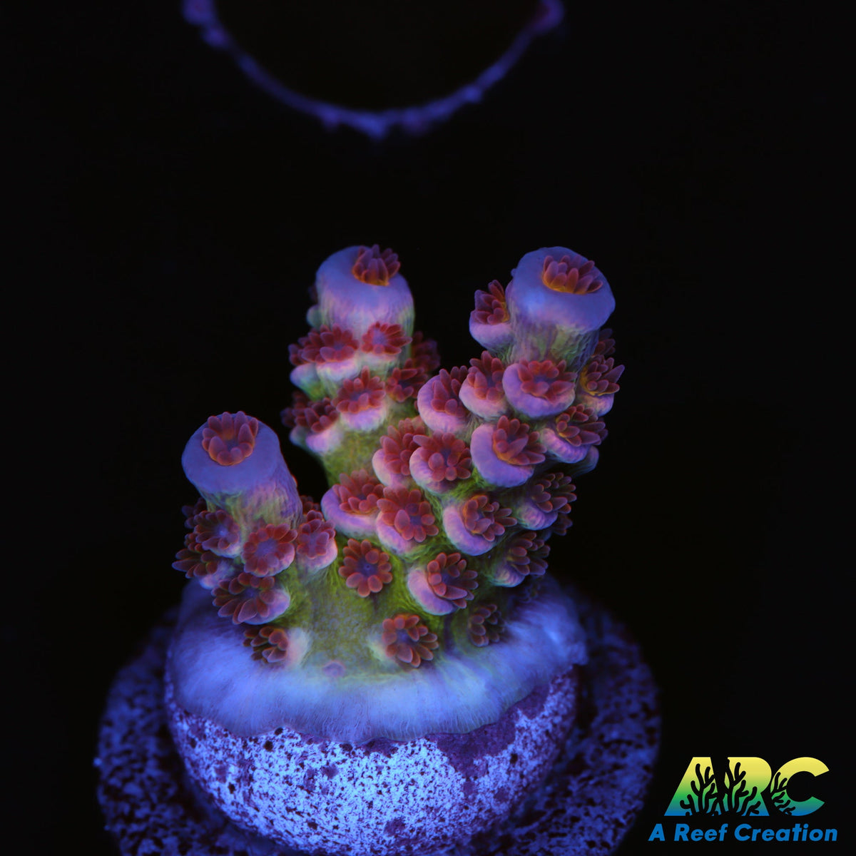 RRC Angry Birds Acro – A Reef Creation