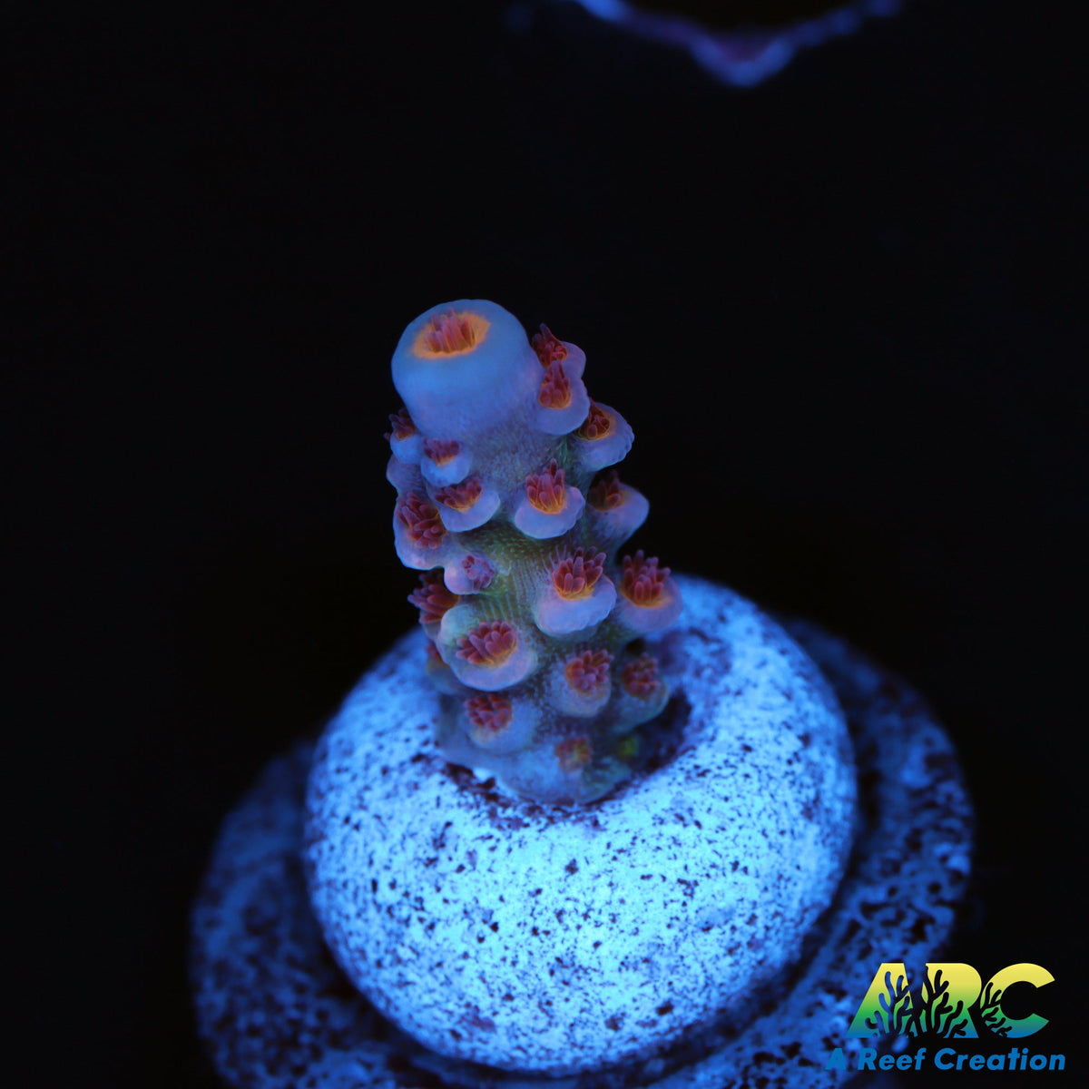 ARC Angry Birds Acro – A Reef Creation