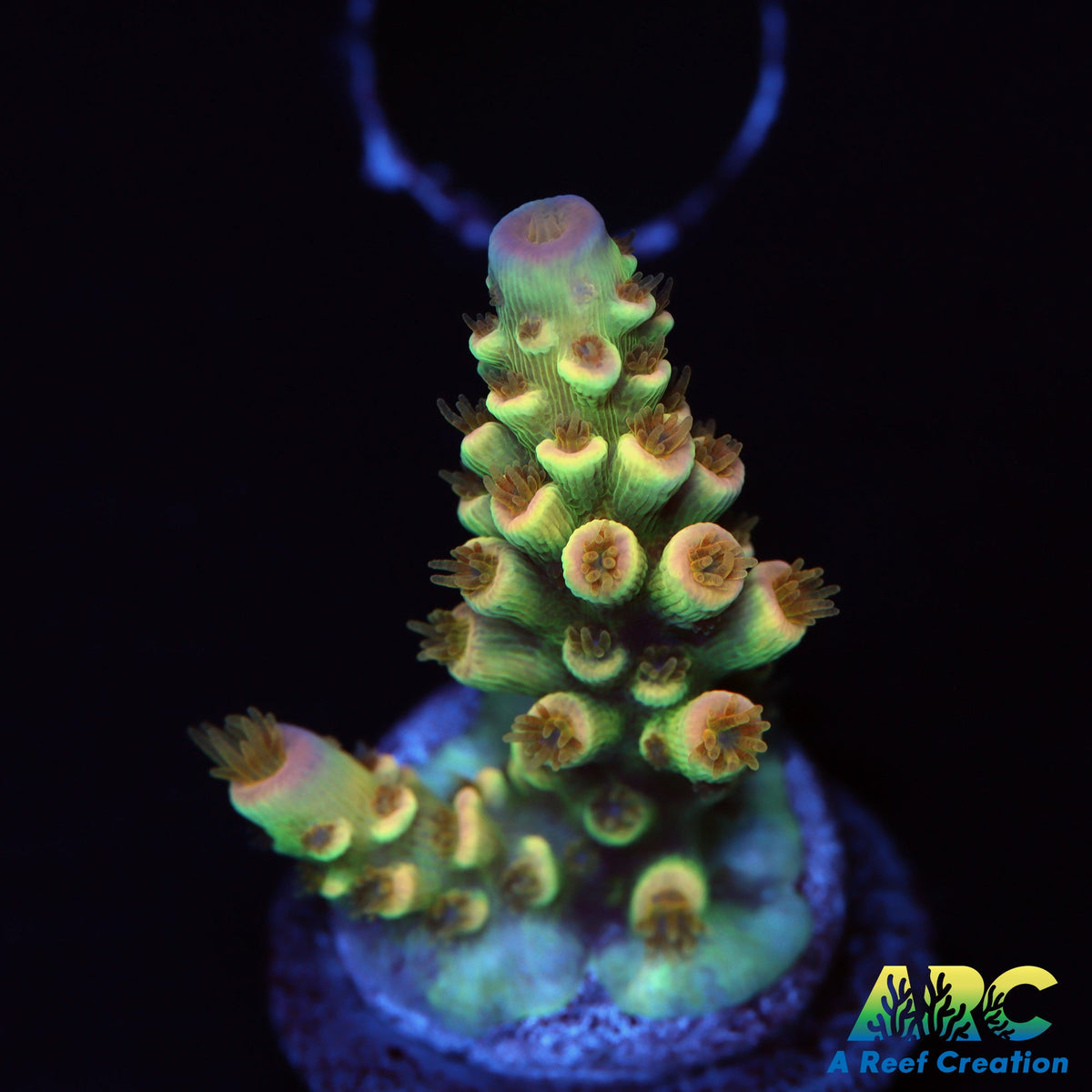Walt Disney Acro – A Reef Creation