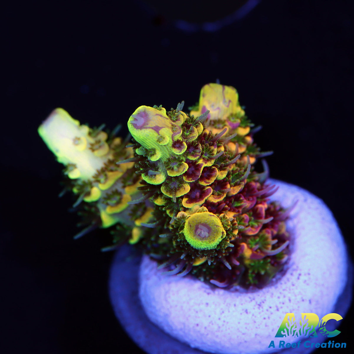 RRC Rainbow Splice Acro – A Reef Creation