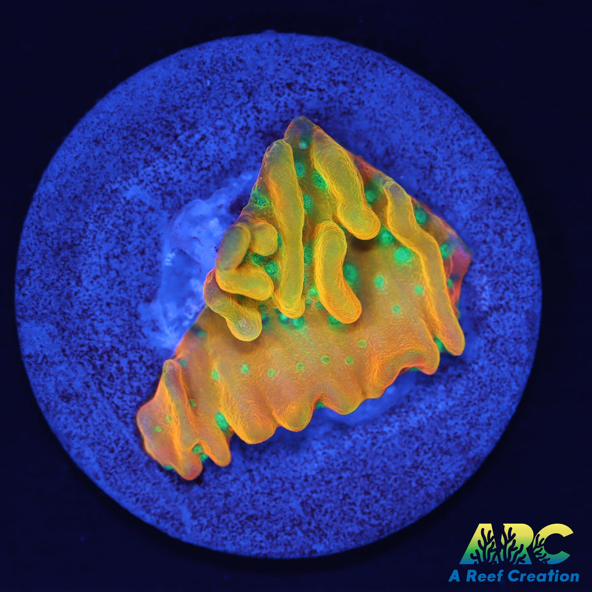 Beach Bum Monti – A Reef Creation