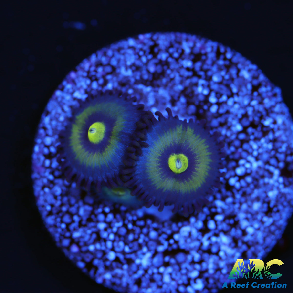 OG Wolverine Zoa – A Reef Creation