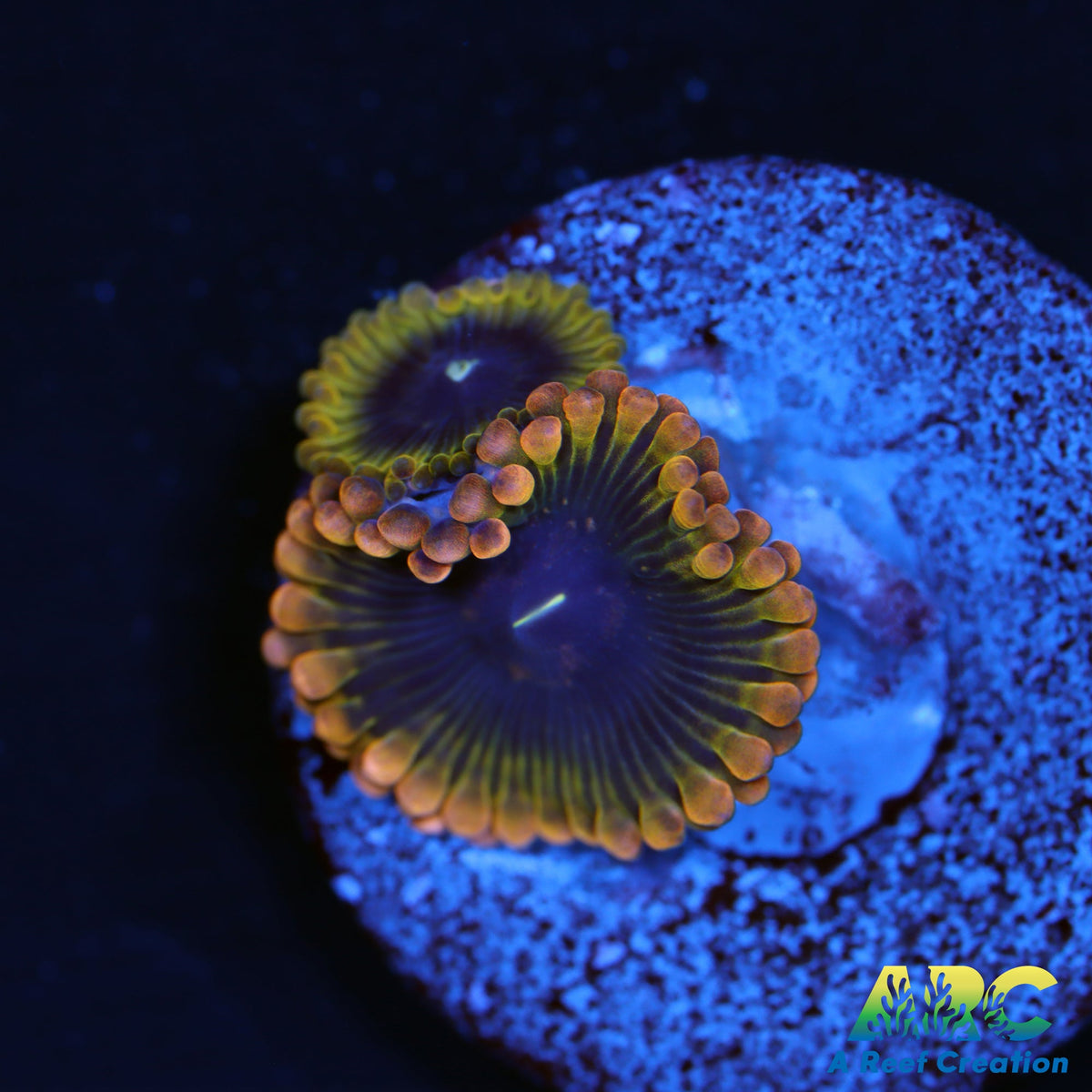 ARC Rainbow Zoa – A Reef Creation