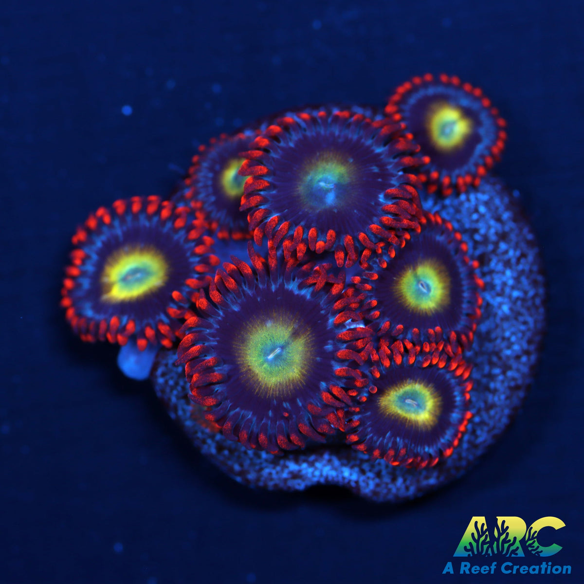 Circus Zoas – A Reef Creation