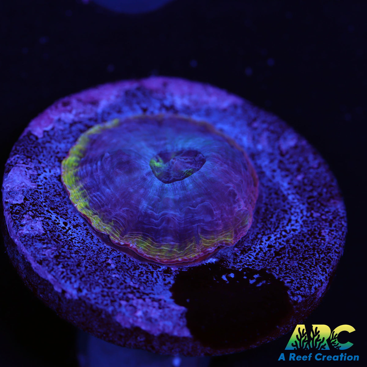 ARC Flaming Bugatti Bower – A Reef Creation
