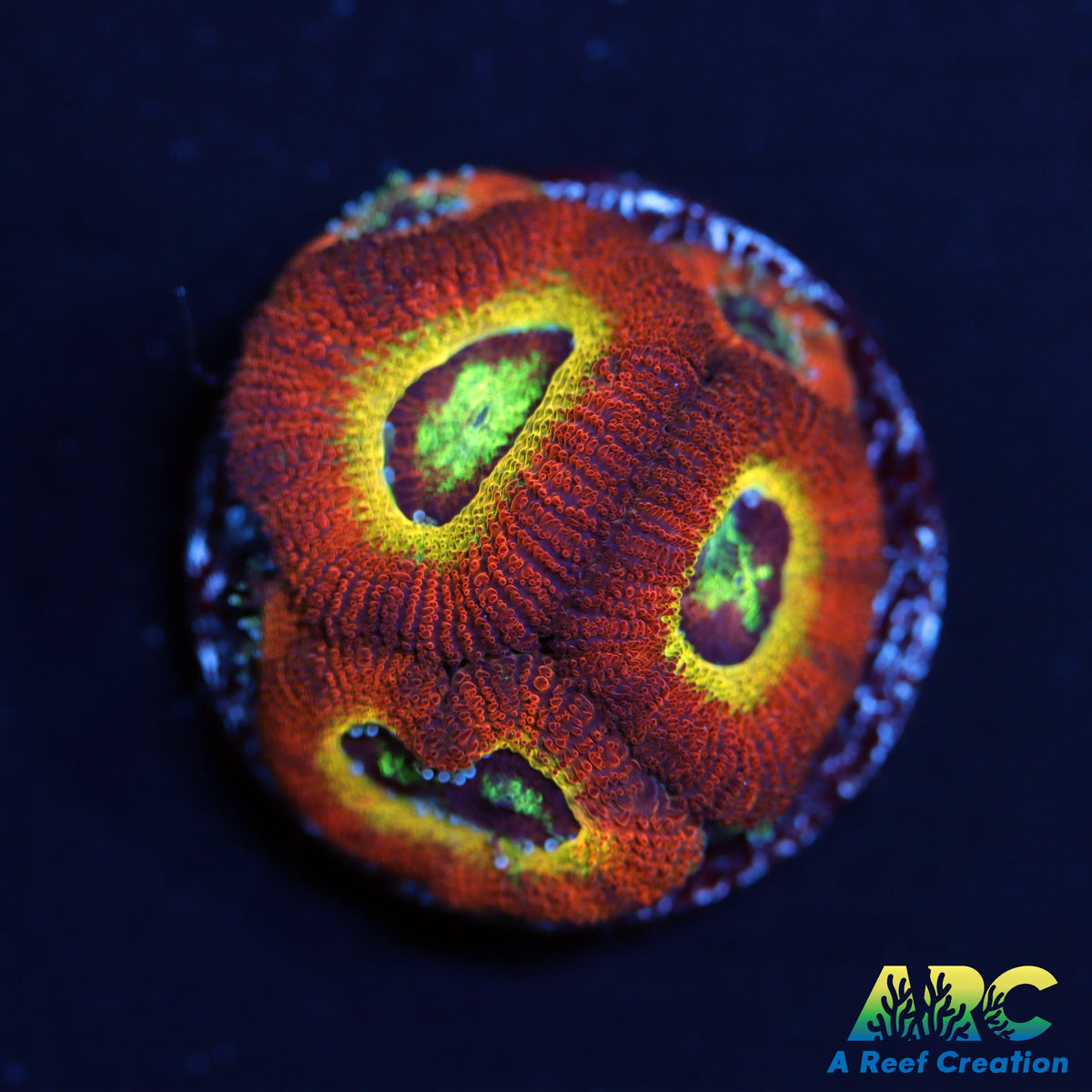 WWC Ruby Red Micro – A Reef Creation