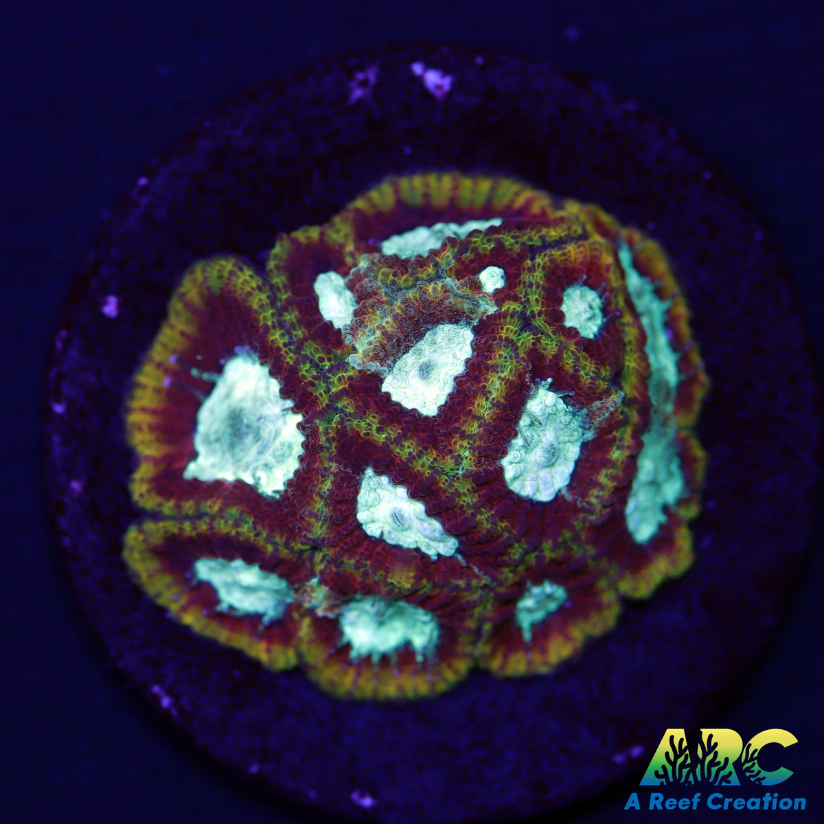WWC Ultron Favia – A Reef Creation