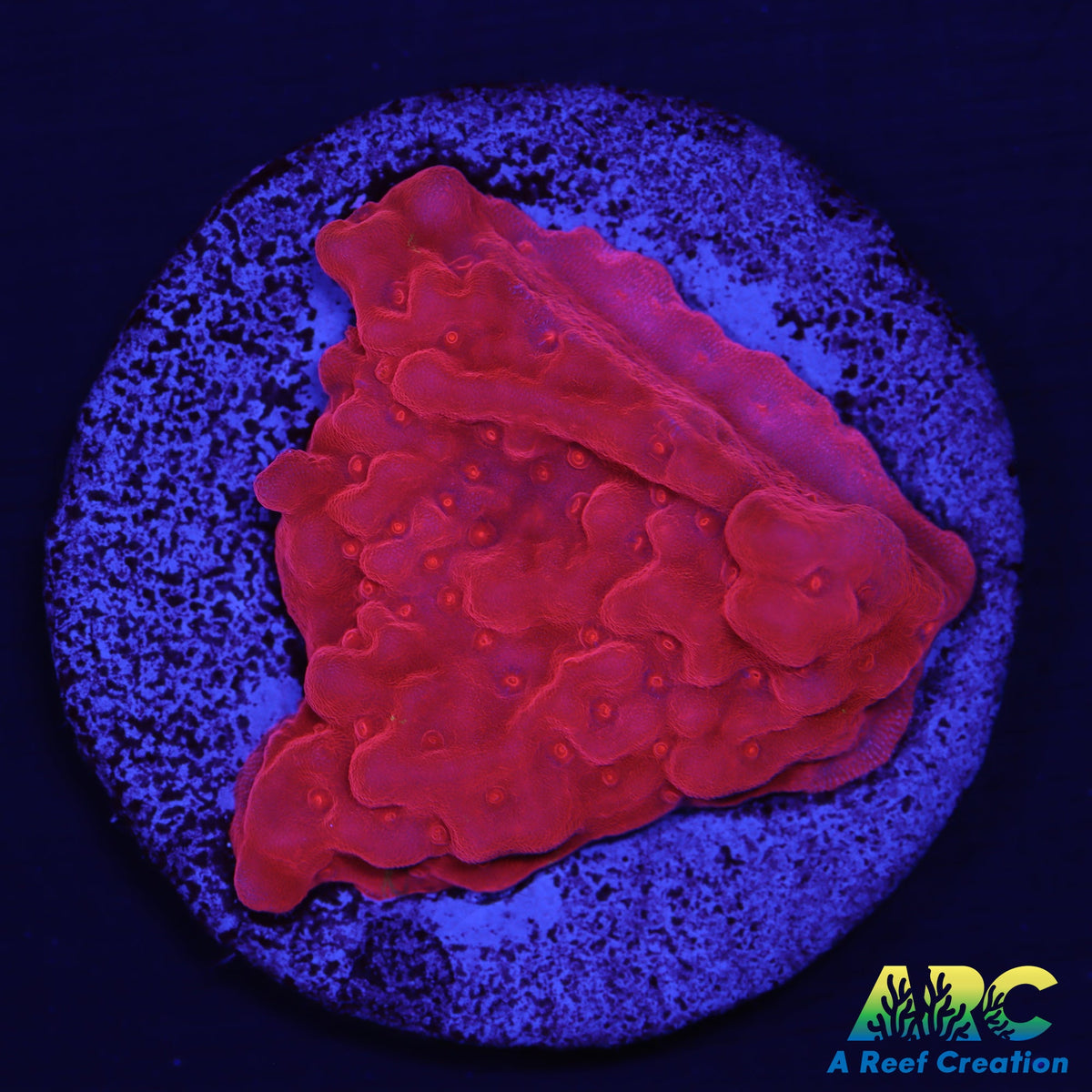 Red Setosa – A Reef Creation