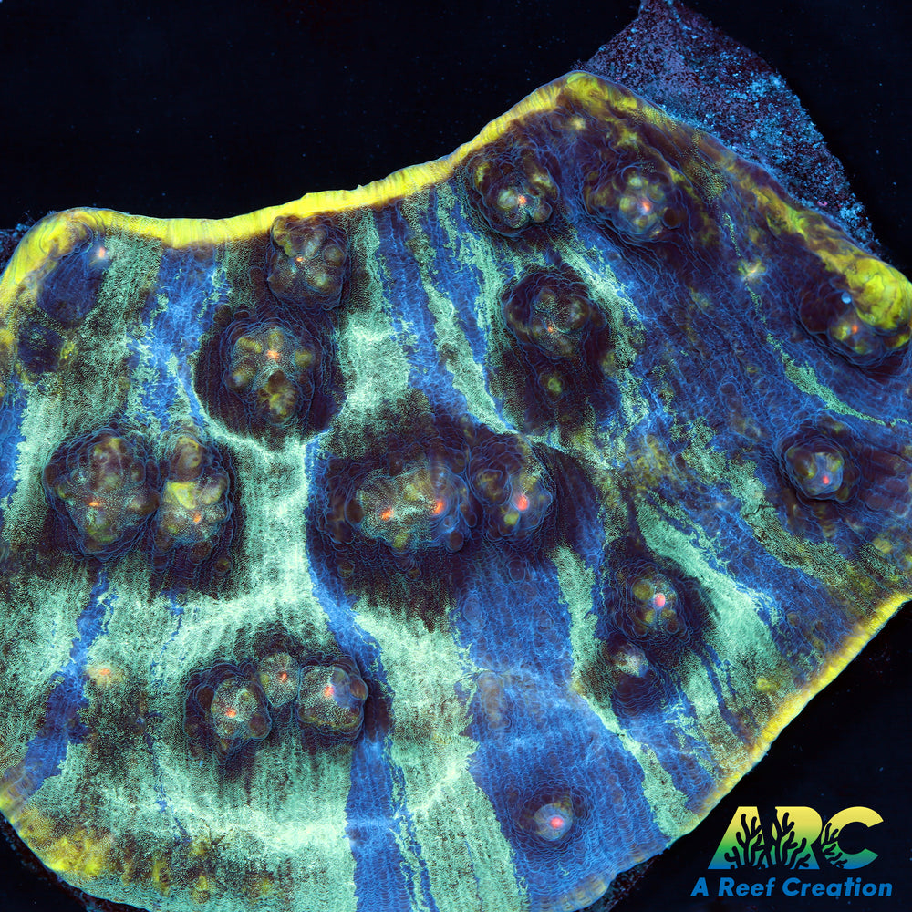 Mother Colonies – A Reef Creation