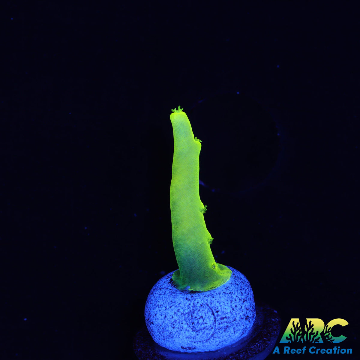 TCK Goku Acro – A Reef Creation
